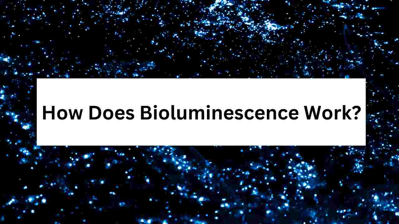 How Does Bioluminescence Work? - masterlal.com